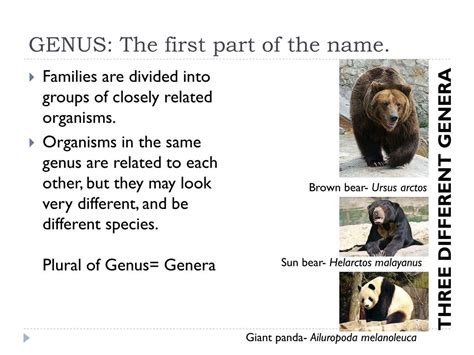 Ppt Why Classify Organisms Powerpoint Presentation Free Download