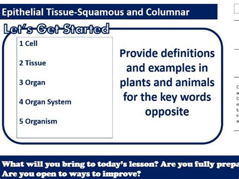 Epithelial Tissue Squamous And Columnar Aaq Applied Science Teaching Resources