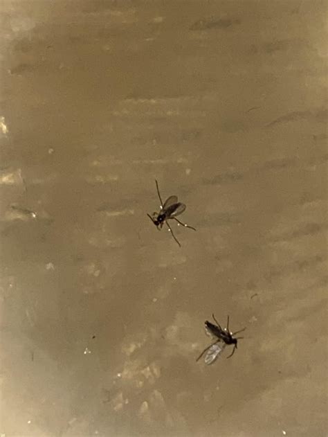 Need Id Please Netherlands Rinsects Need Id Please Netherlands Rinsects