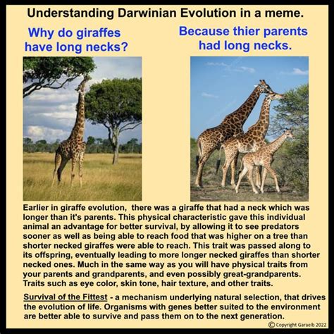 Understanding Darwinian Evolution In A Meme Why Do Giraffes Because