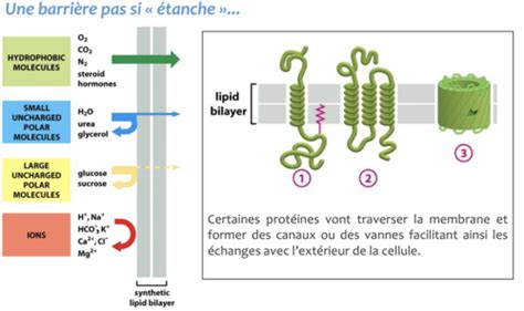 2 Structure Générale De La Cellule Et Fonction Des Organelles Flashcards Quizlet
