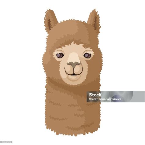 알파카 머리 전면 보기 벡터 그림입니다 귀여운 알파카가 카메라를 바라보며 미소를 짓는다 귀여운에 대한 스톡 벡터 아트 및 기타