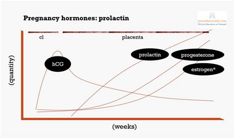 Pregnancy Hormones And Prolactin Regulation Diagram Hd Png Download
