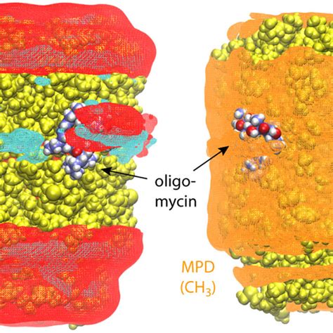 Pdf Membrane Plasticity Facilitates Recognition Of The Inhibitor