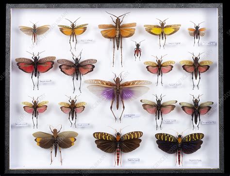 Locust Specimens Stock Image C0459486 Science Photo Library