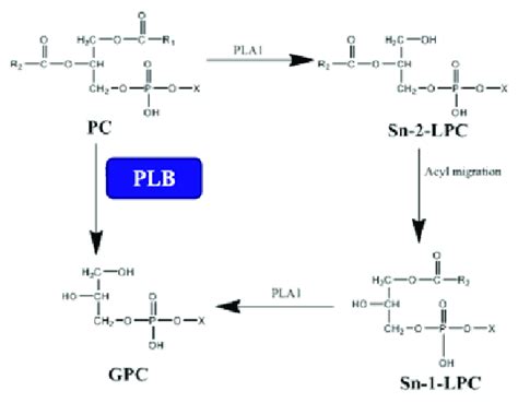 Scheme 1 Schematic Of L α Gpc Enzymatic Production From Pc [2 7] Download Scientific Diagram