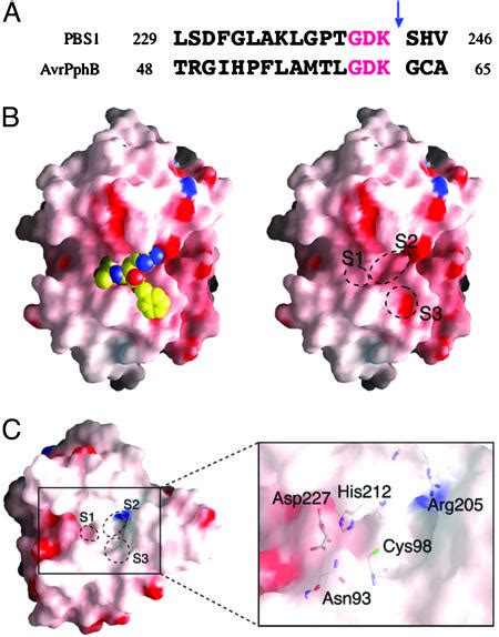 The Crystal Structure Of Pseudomonas Avirulence Protein Avrpphb A