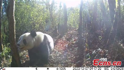 Wild Pandas Captured In Sichuan