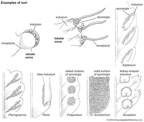 Fern Shape Structure Reproduction Britannica