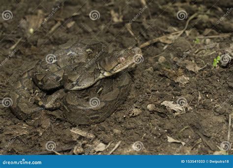 Baby Reticulated Python Python Reticulatus Stock Image Image Of Aggressive Cold