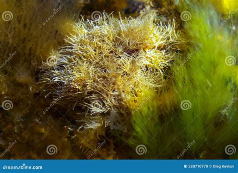 Calcareous Algae Corallinaceae Near The Shore On A Stone At Low Tide In The Black Sea Stock