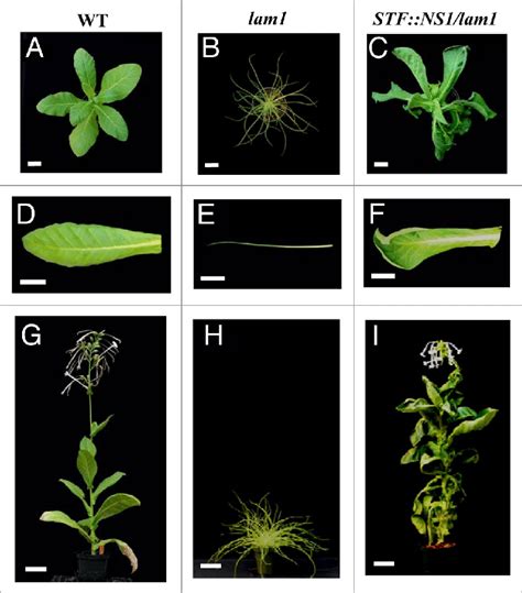 Functional Complementation Of Lam1 Mutant By Maize Ns1 Cds A D And