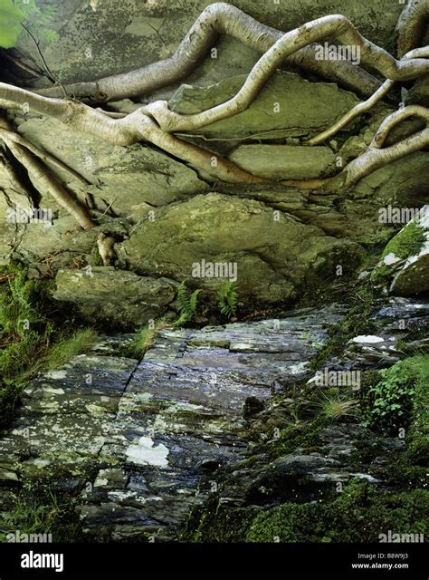 Tree Roots Growing Through Rock Hi Res Stock Photography And Images Alamy