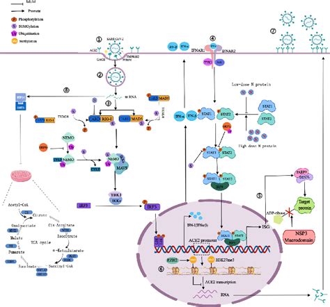 Protein Post Translational Modification In Sars Cov 2 And Host