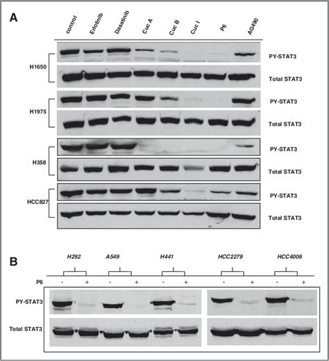 Figure 3 From Jak1 Activates Stat3 Activity In Non Small Cell Lung Cancer Cells And Il 6