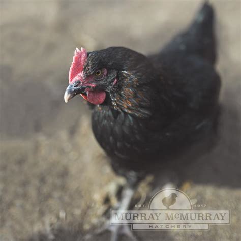 Black Copper Maran Pullet
