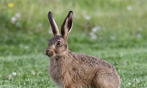 The Duality Of Agile