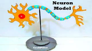How To Make Neuron Model Making For Science Fair Project Science Projects Maths TLM