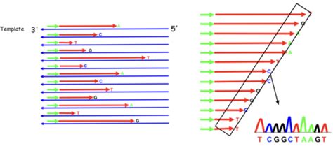 Sequencing Flashcards Quizlet