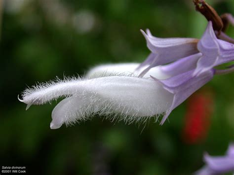 Salvia Divinorum Diviners Sage