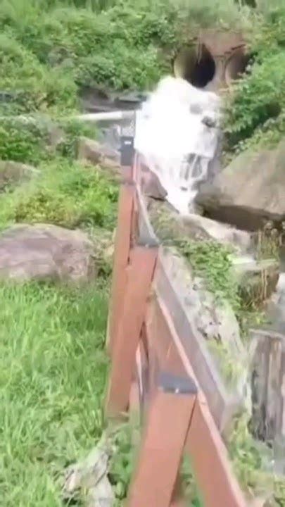 뱀 독은 가을과 봄 언제 더 무서울까 뱀퇴치 뱀독 뱀독이가장강한시기 Youtube