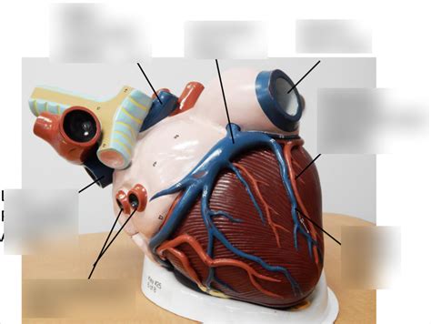Heart Pt 2 Diagram Quizlet