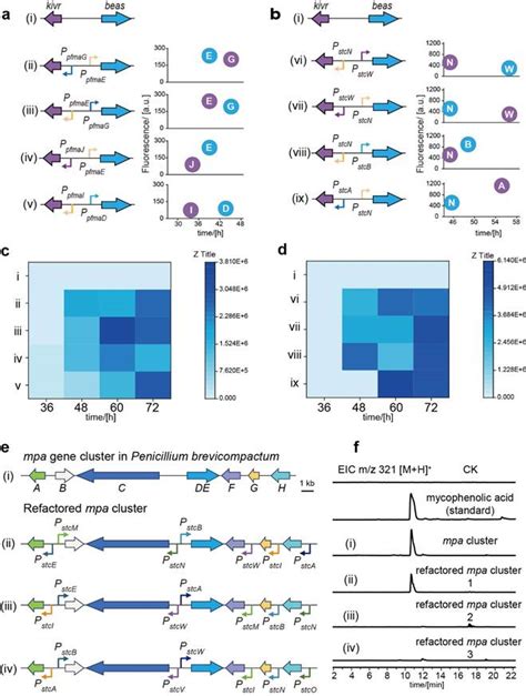 Adv Sci 定量表征的真菌次级代谢基因调控回路助力新天然产物的发现 北京大学定量生物学中心