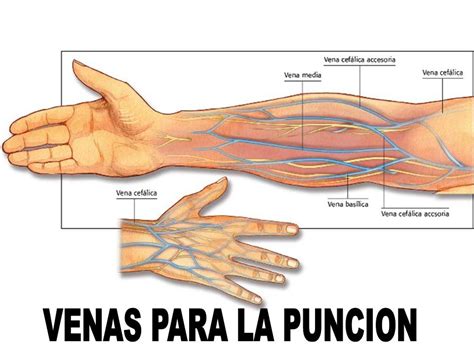 Conocimientos BÁsicos Nursing Venoclisis Cateterismo PerifÉrica