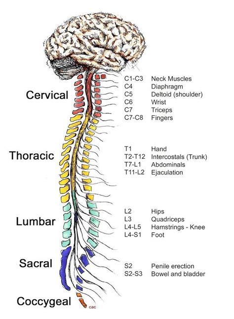 central nervous system diagram and function nervous system d