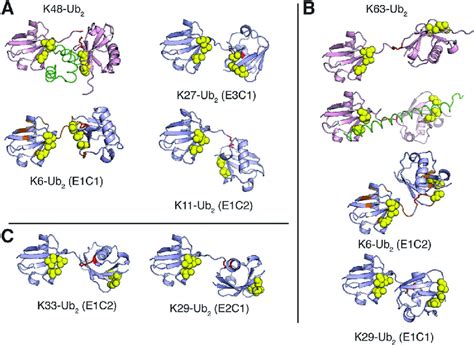 Conformer Similarity Across Different Ub 2 Conformational Ensembles