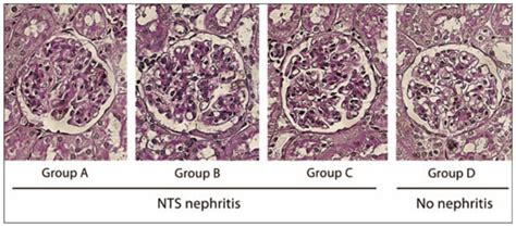 Representative Light Microscopic Findings On Day 6 In Each Group Download Scientific Diagram