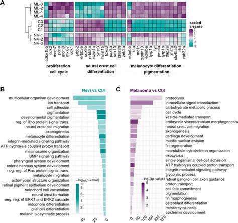 Gnrh Hormone Gonadotropin Releasing Hormone Gnrh In Birth Control
