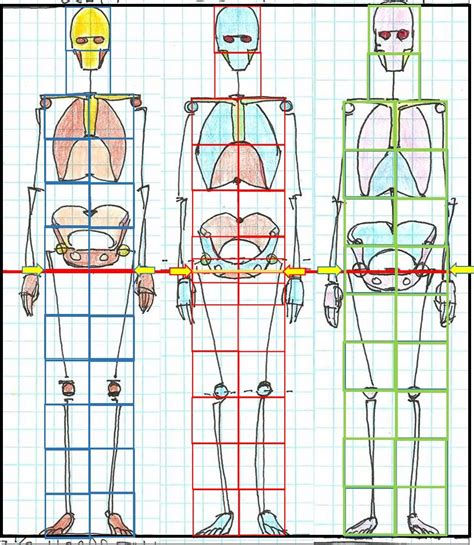 Legs To Body Ratio At Rosemary Henry Blog