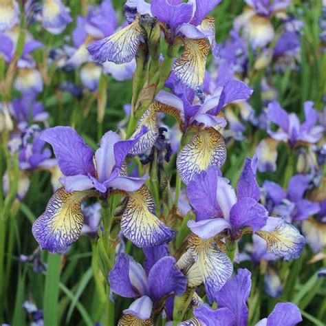 Iris Sibirica Peacock Butterfly Pennywhistle Les Vivaces Du Merle Bleu