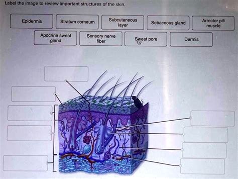 Label The Image To Review Important Structures Of The Skin Epidermis Stratum Corneum