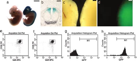 Conditional Gene Expression In A Spatial And Temporal Specific