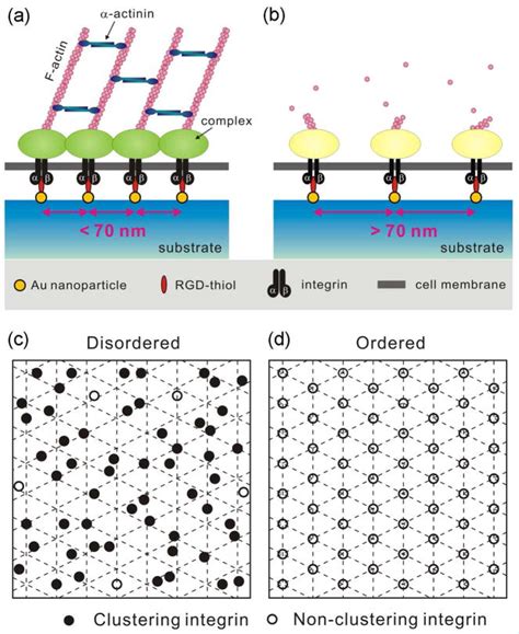 Impact Of Order And Disorder In Rgd Nanopatterns On Cell Adhesion Abstract Europe Pmc