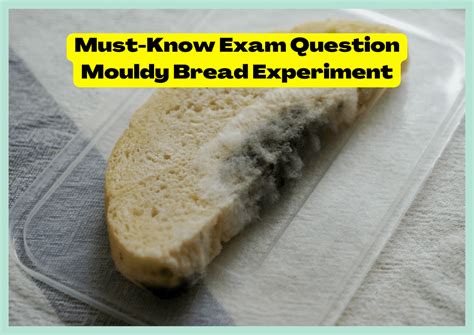 Primary Science Bacteria And Fungi Topic Mouldy Bread The Science