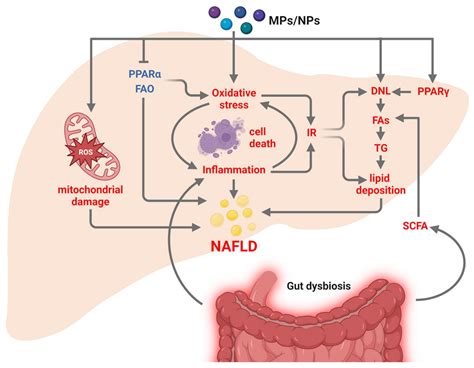 Sex Nutrition And Nafld Relevance Of Environmental Pollution