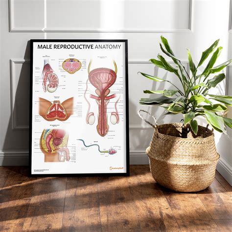 Male Reproductive Organs Poster Mens Genitalia Anatomy Chart