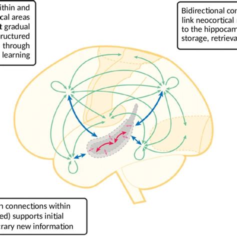 Interactions In CLS Source Adapted From 4 Download Scientific Diagram