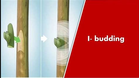 Budding Method Of Plant Propagation Bsc Agriculture Notes