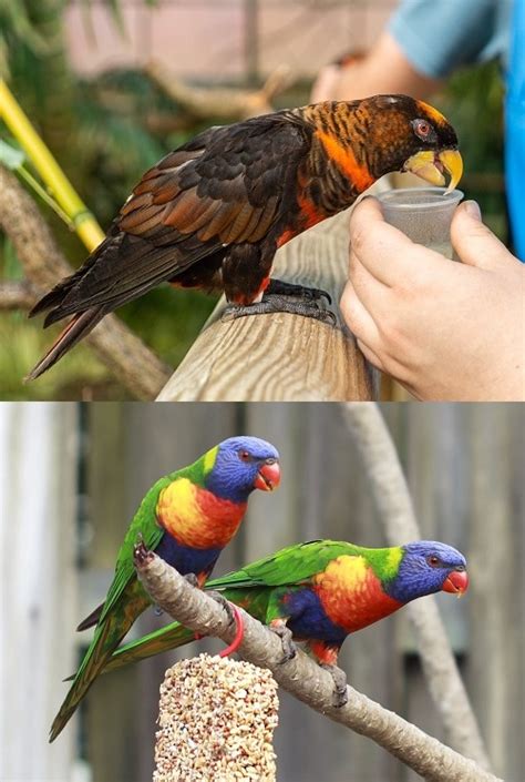 Are Lorikeets Parakeets At Linda Fujiwara Blog