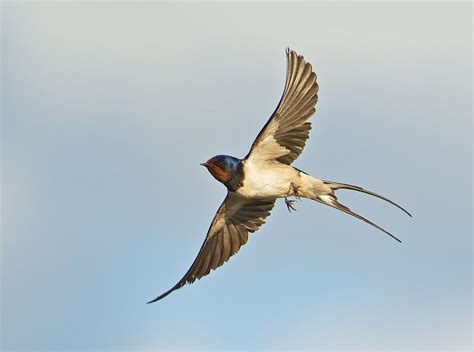 Barn Swallow In Flight By Erik Veldkamp 500px Olifant Tatoeage
