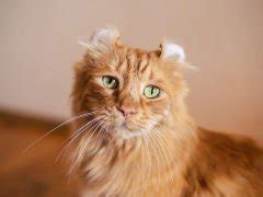 Maine Coon Cat Breed Size Appearance And Personality