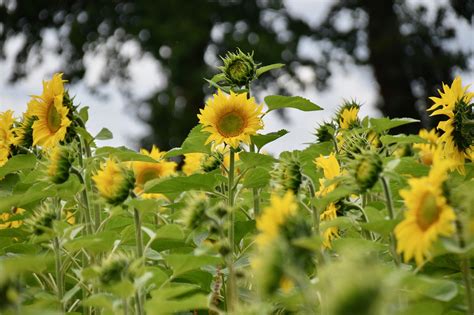 해바라기 꽃들 분야 Pixabay의 무료 사진 Pixabay