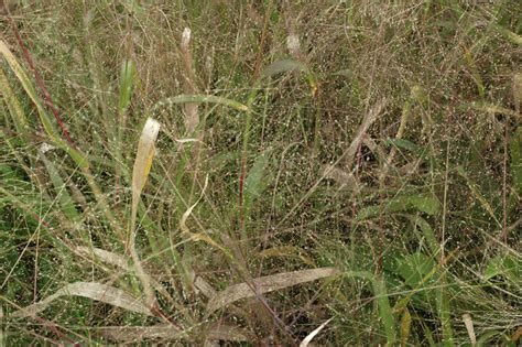 Panicum Capillare Poaceae