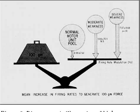 Figure 1 From Firing Rates Of Human Motor Units In Partially Denervated Muscle Semantic Scholar