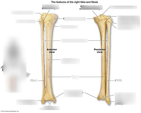Tibia And Fibula Diagram Quizlet