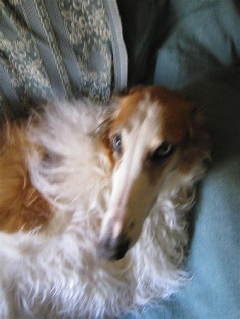 Mis Galgas Yo Y The Ruby Slippers Estoy Hasta El Culo